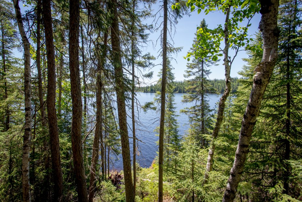 Ajustement ou réforme du régime forestier : des précisions sous peu - AFAT