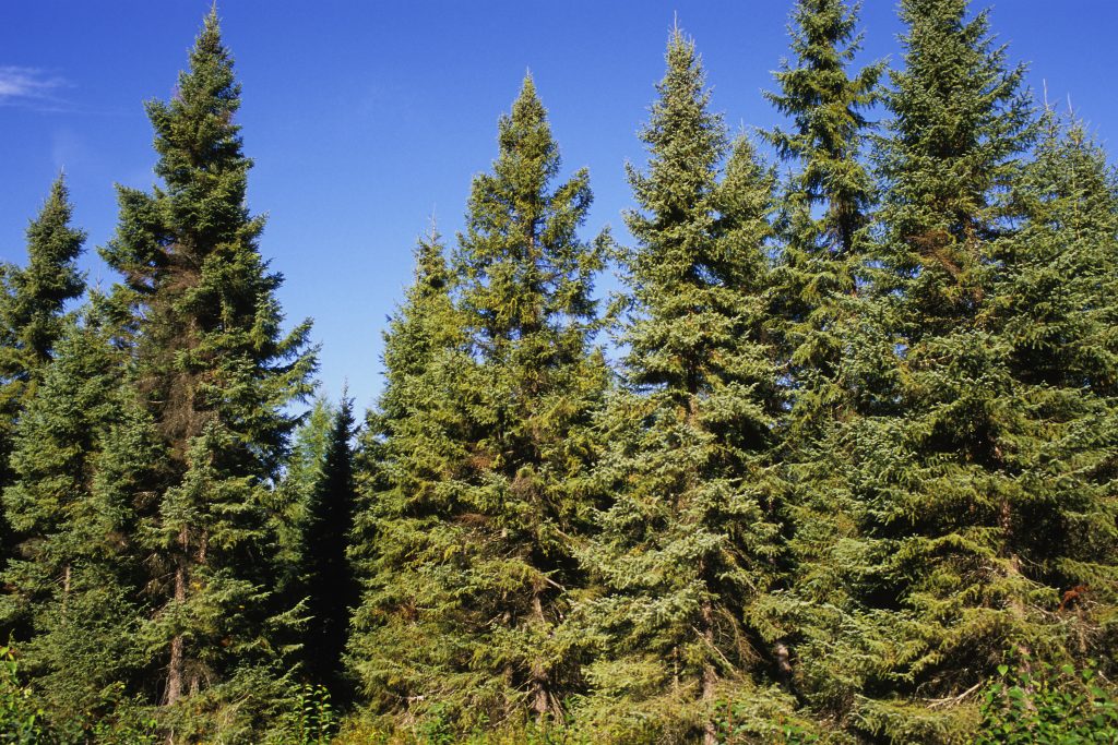 Ministère des Ressources naturelles et des forêts - AFAT