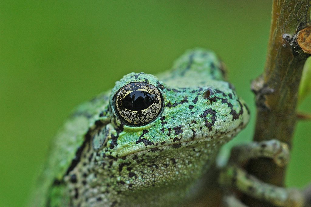 Comment la faune est-elle prise en compte dans la gestion des forêts ...