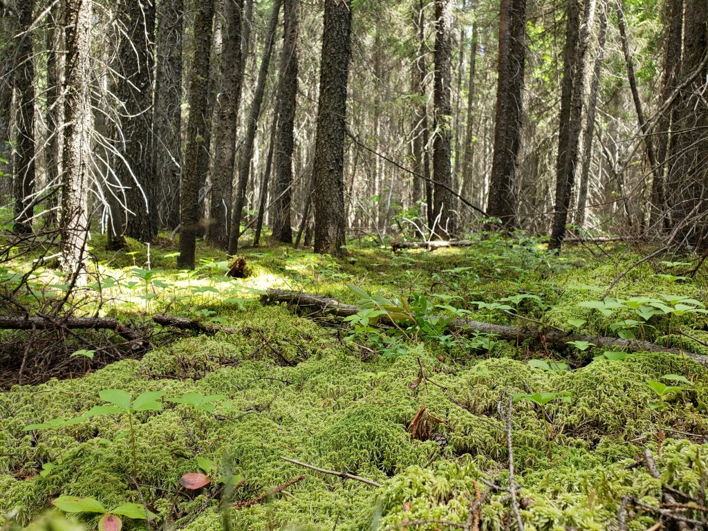 Pourquoi y a-t-il autant de mousses en forêt boréale? - AFAT